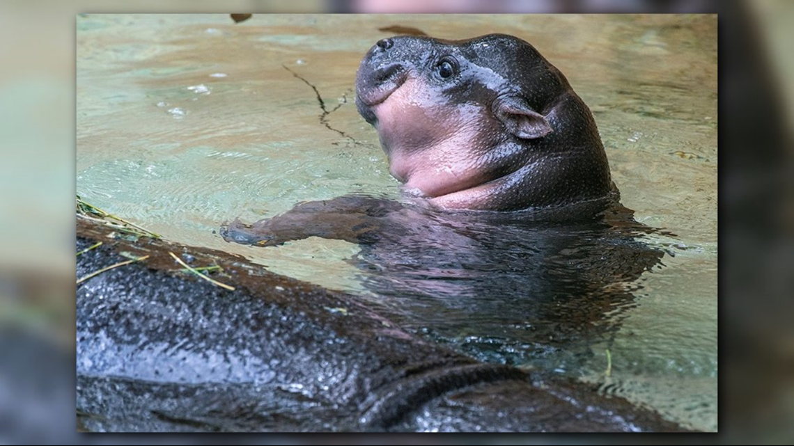 CUTE ALERT: Baby pygmy hippo makes debut at Zoo Miami | firstcoastnews.com