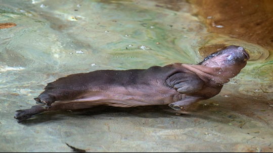 CUTE ALERT: Baby pygmy hippo makes debut at Zoo Miami | firstcoastnews.com
