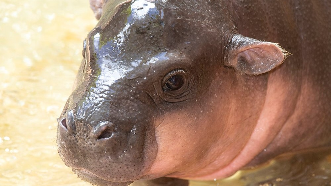 CUTE ALERT: Baby pygmy hippo makes debut at Zoo Miami | firstcoastnews.com