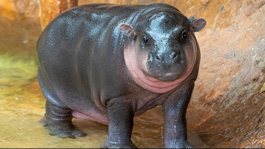 CUTE ALERT: Baby pygmy hippo makes debut at Zoo Miami | firstcoastnews.com