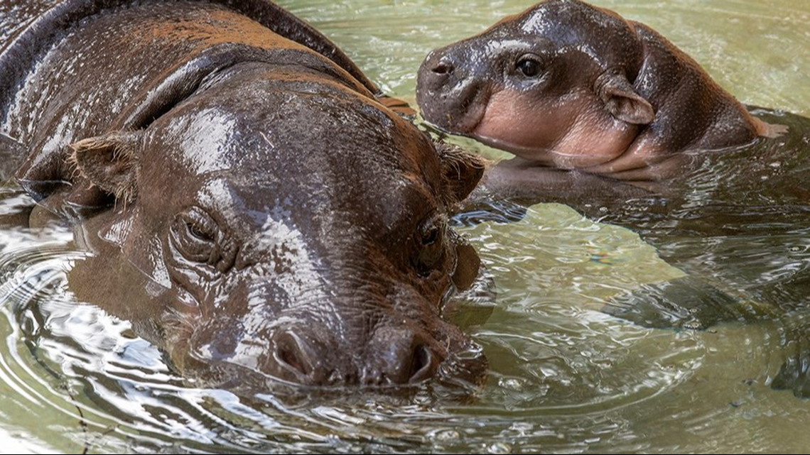 CUTE ALERT: Baby pygmy hippo makes debut at Zoo Miami | firstcoastnews.com