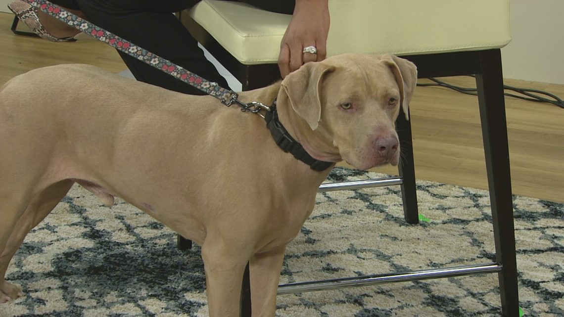 Pet Tails: Adopt Lil Bub, 7-year-old 'very sweet, gentle' male dog ...