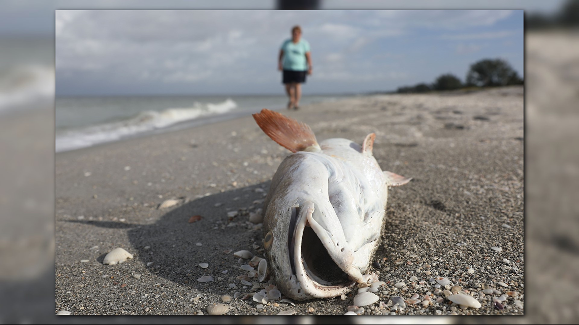 Reports of dying marine life, respiratory issues mount in Brevard ...