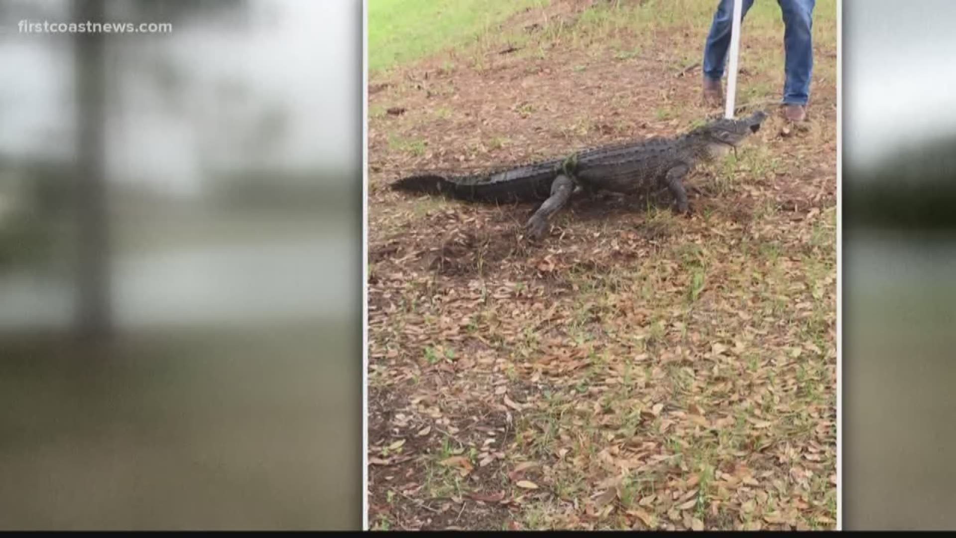 Florida man accused of abusing alligator in video, police say he put a ...