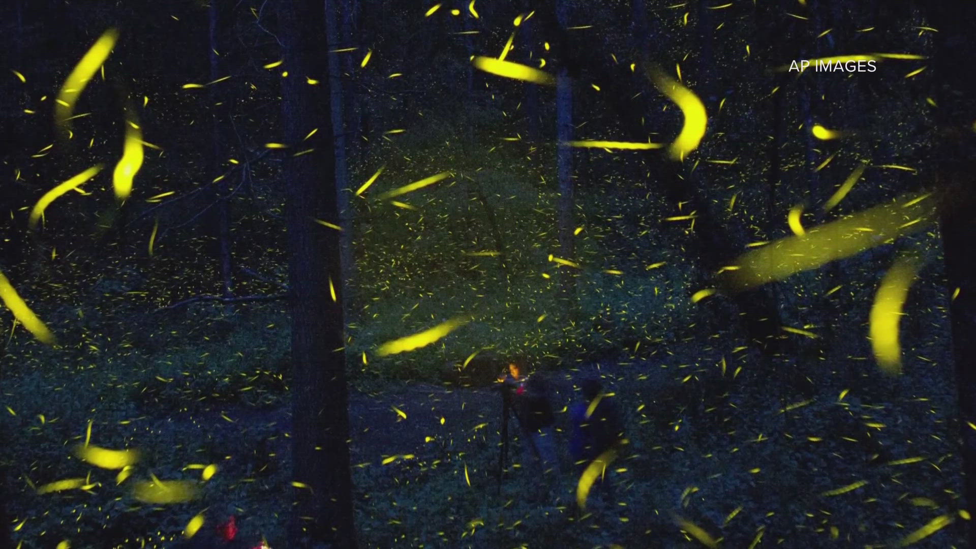 Where have the fireflies been, and why are they coming back to Camden ...