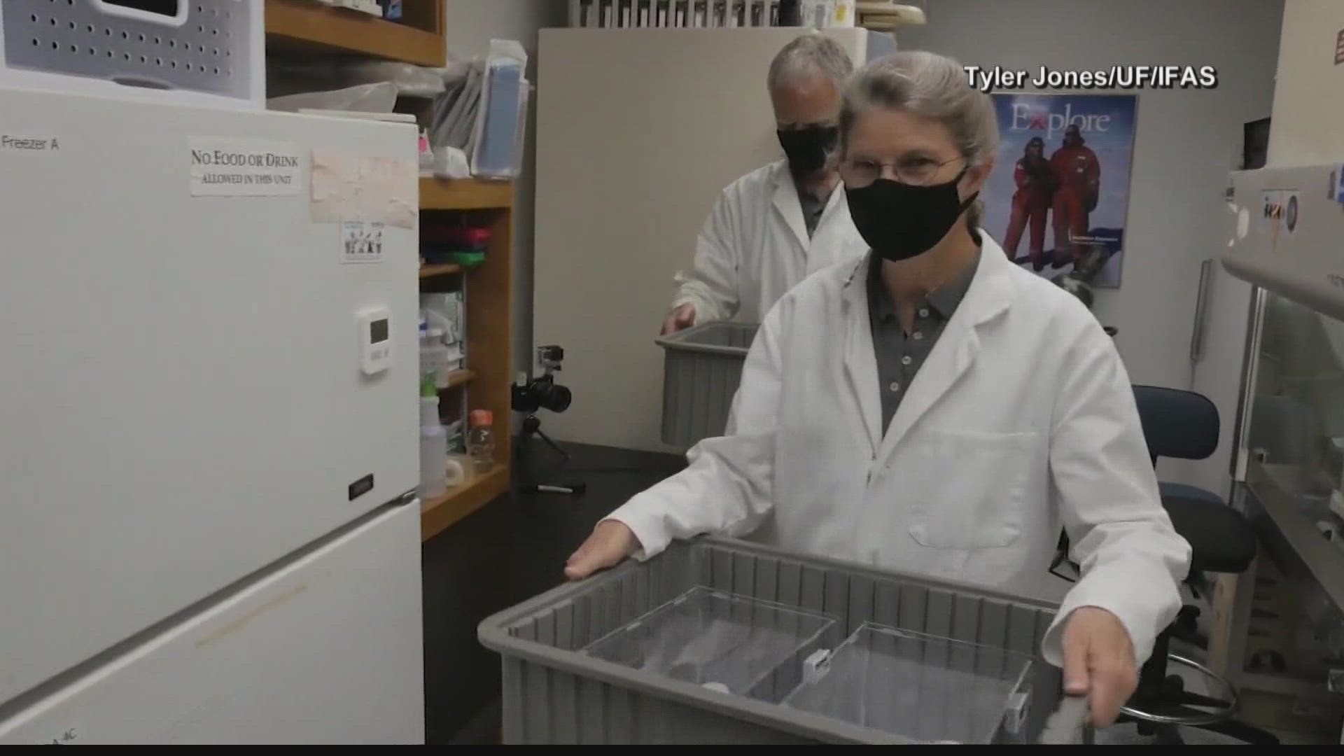 Scientists grow plants in lunar dirt, next stop surface of the moon ...