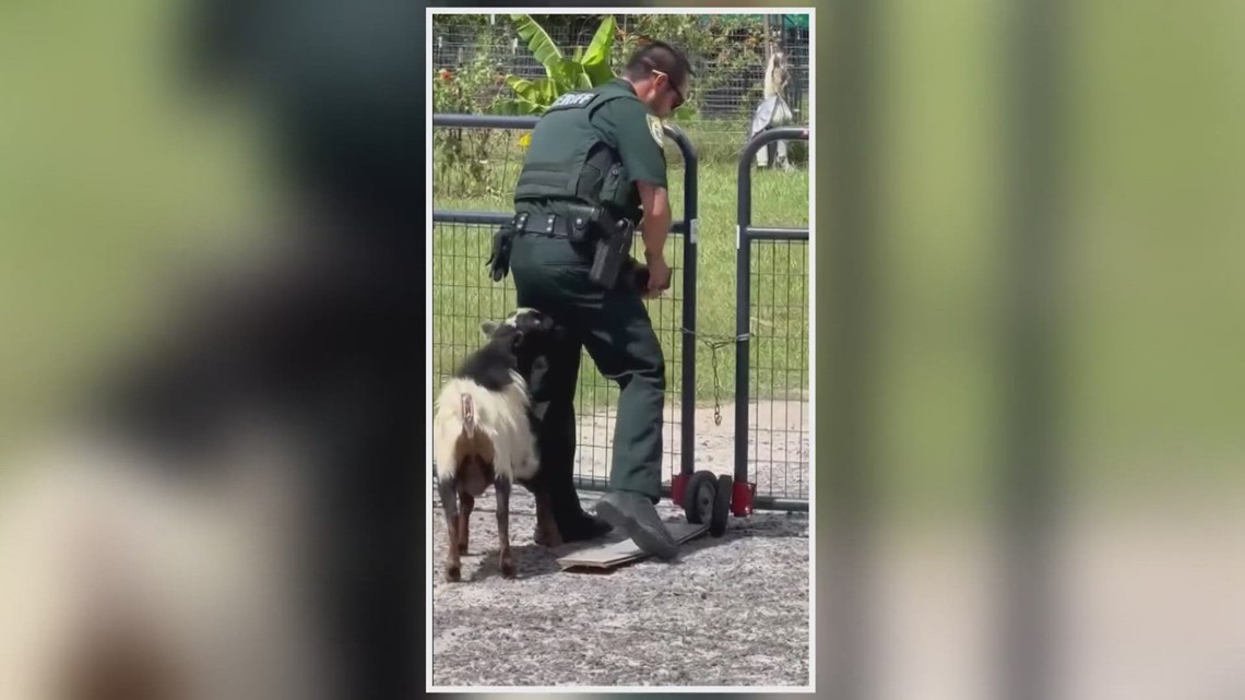 Goat vs. Deputy: Clay County deputy bit while corralling goat ...