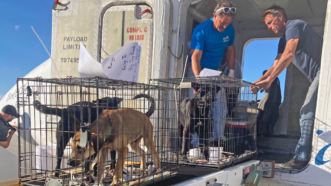 NE FL humane society rescues 20 dogs from Puerto Rico | firstcoastnews.com