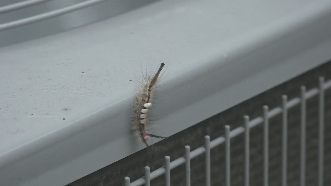 Tussock moth caterpillars pose risk of rash | firstcoastnews.com