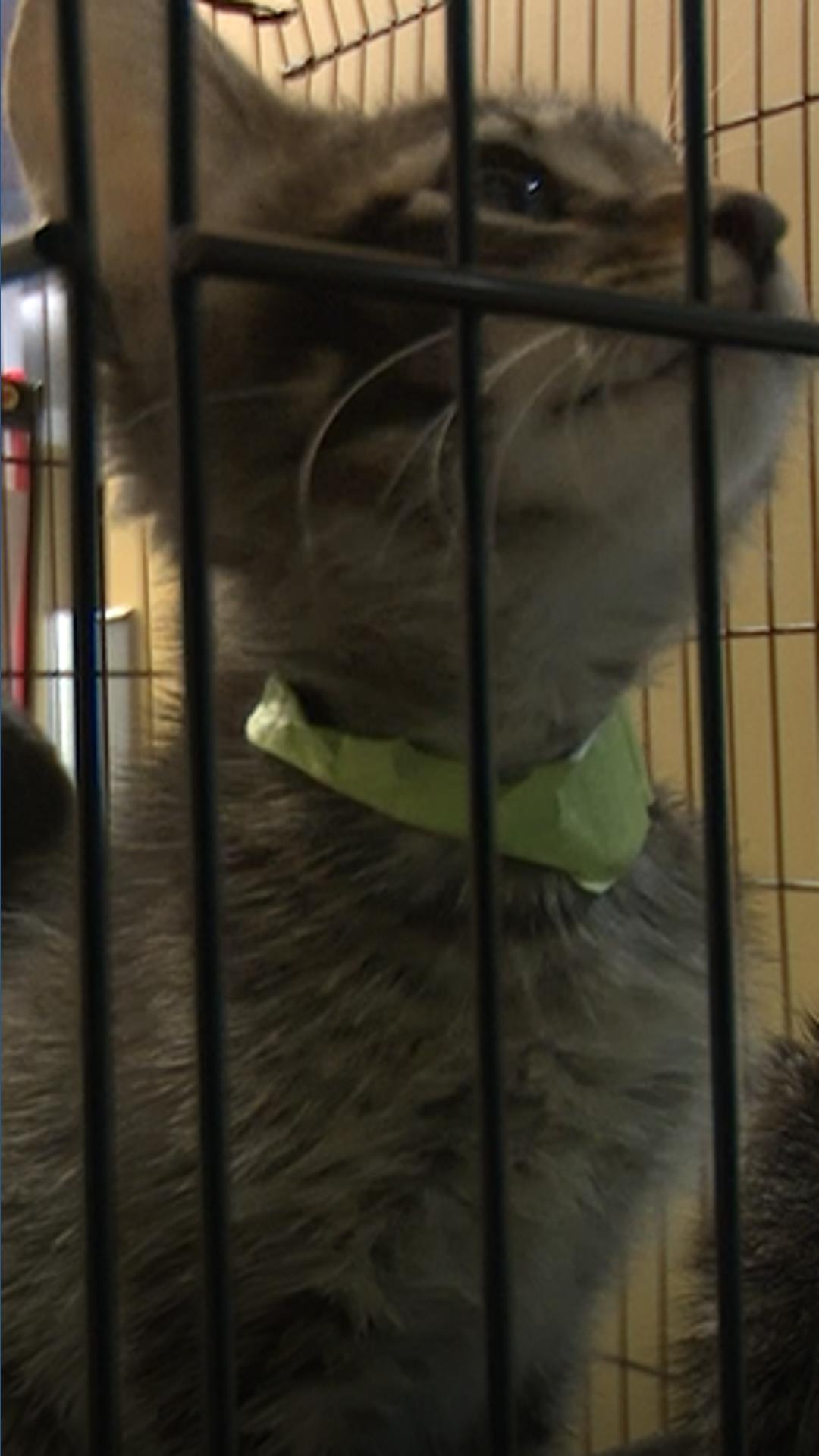 Shelters offer free adoptions at Jacksonville Pet Adoption Festival ...