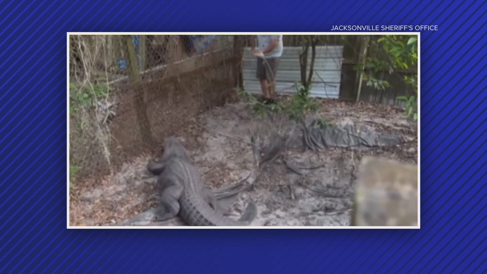 Jacksonville drug search uncovers animal abuse charges, found illegal ...