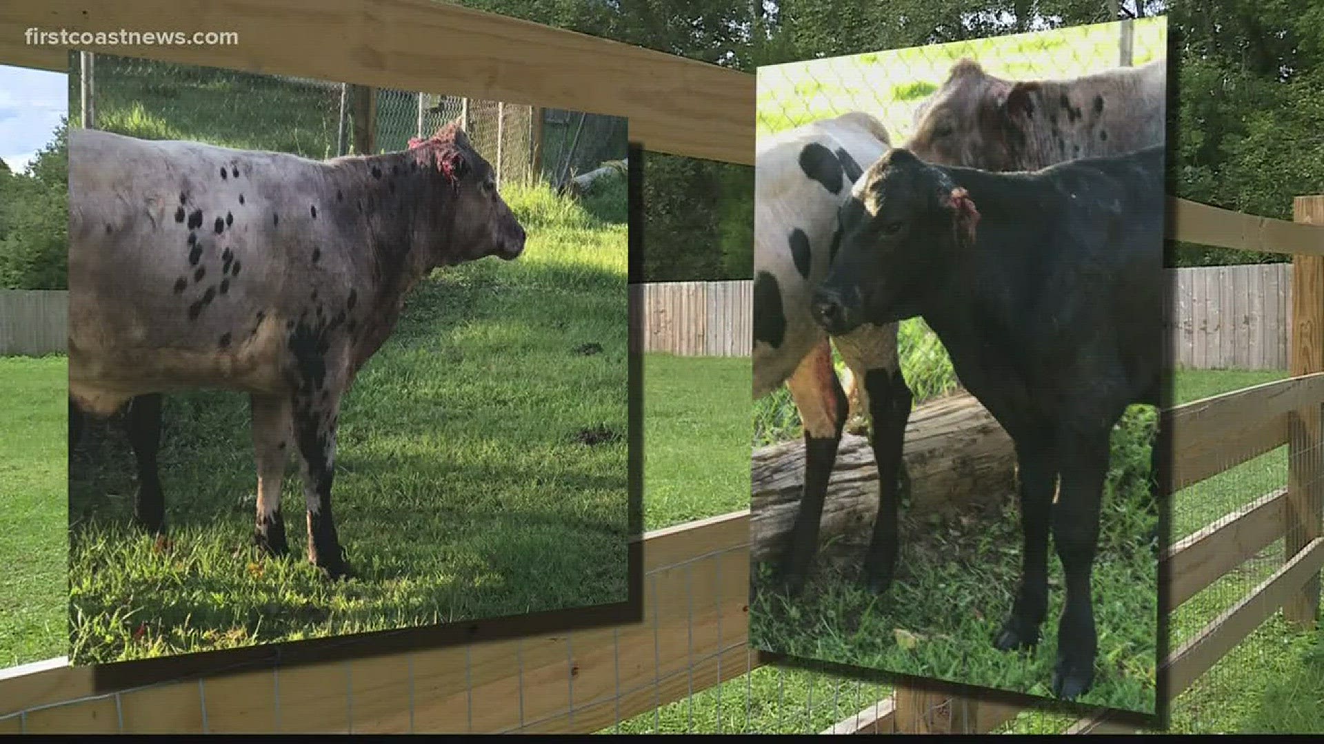 Cows mauled by five dogs leave owners heartbroken after making decision ...