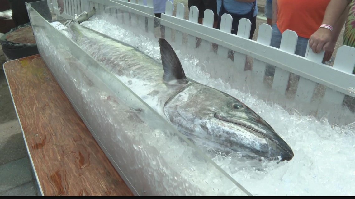 'I knew we had a good one:' Kingfish weighs in at almost 50 pounds at ...