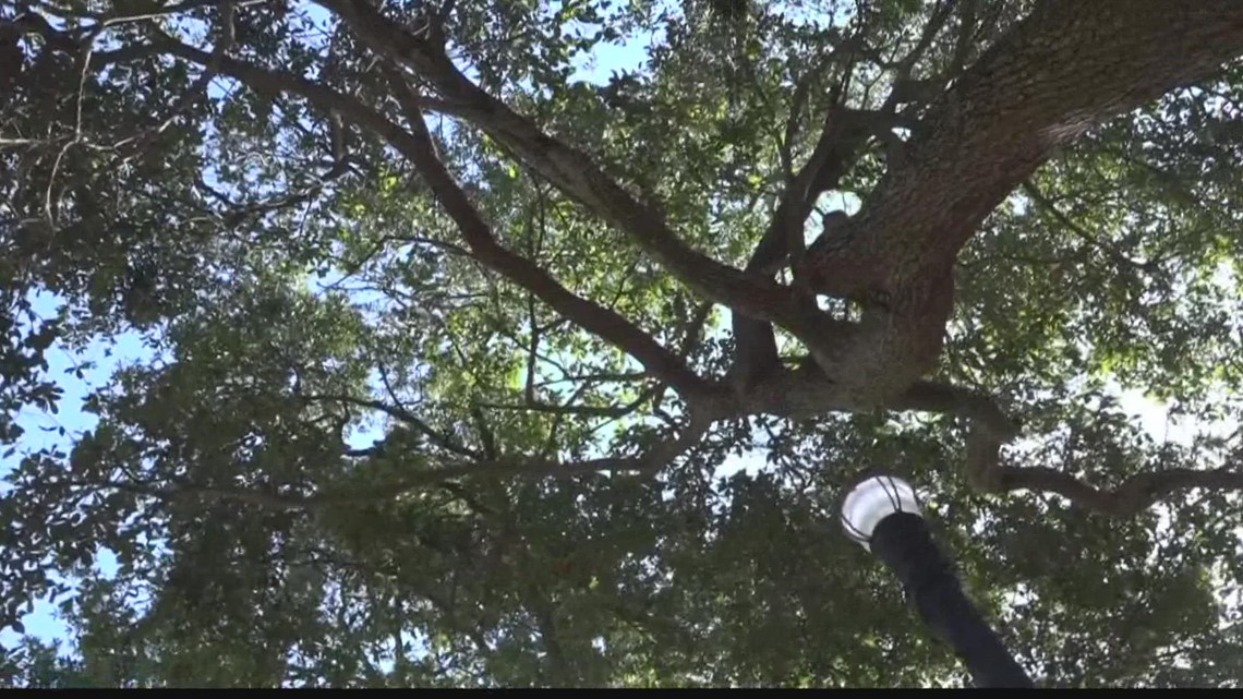 City of Jacksonville uses trees as part of project to reduce ...