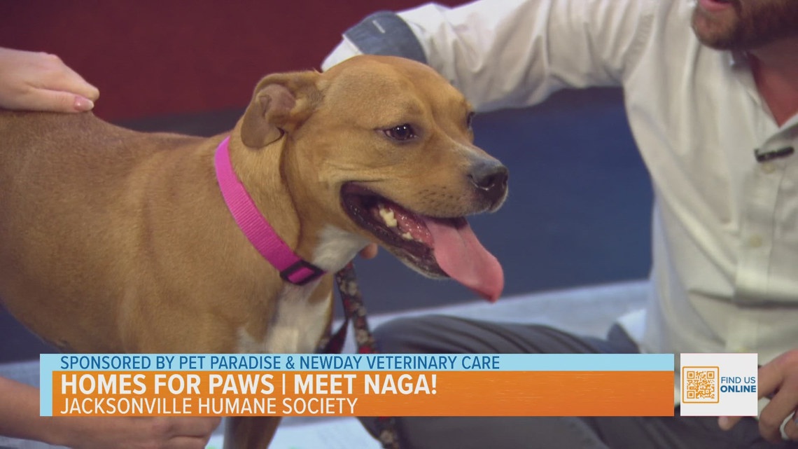 Homes for Paws: Meet Naga! | firstcoastnews.com
