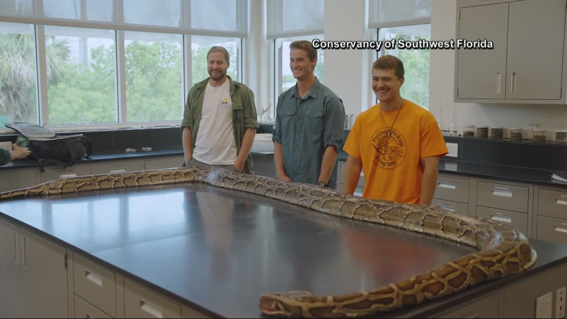 Record-breaking 19-foot Burmese Python captured by Florida hunters ...