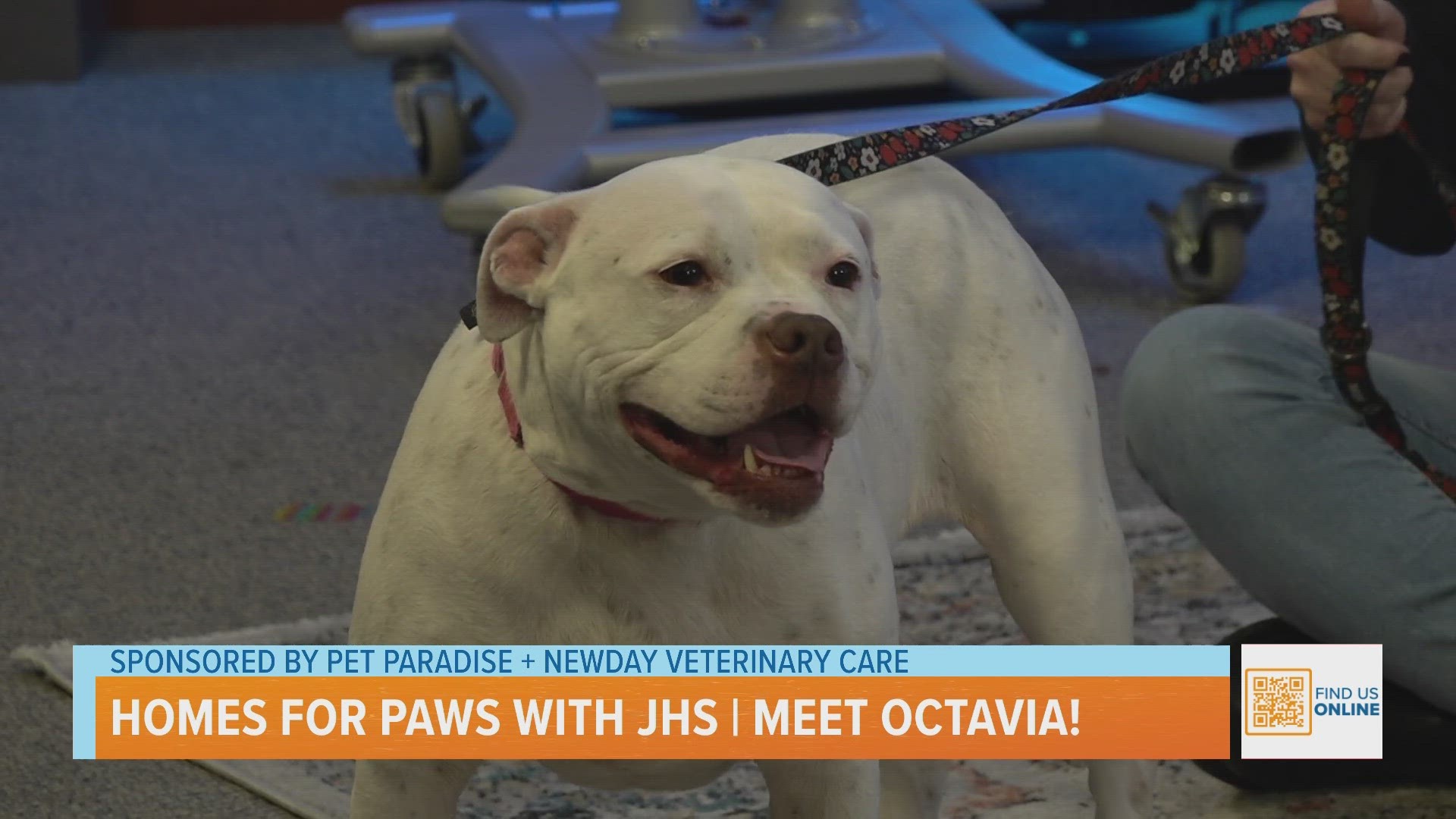 Homes for Paws. Let's find home for Octavia! | firstcoastnews.com