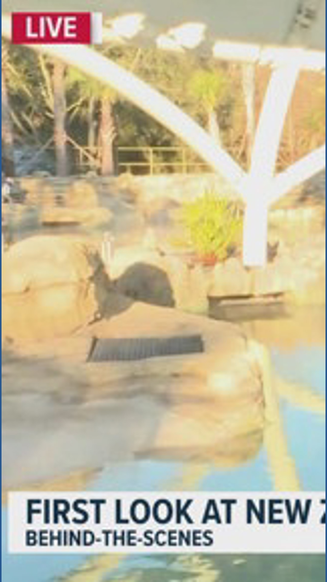 Exclusive behind-the-scenes first look at new manatee exhibit at ...