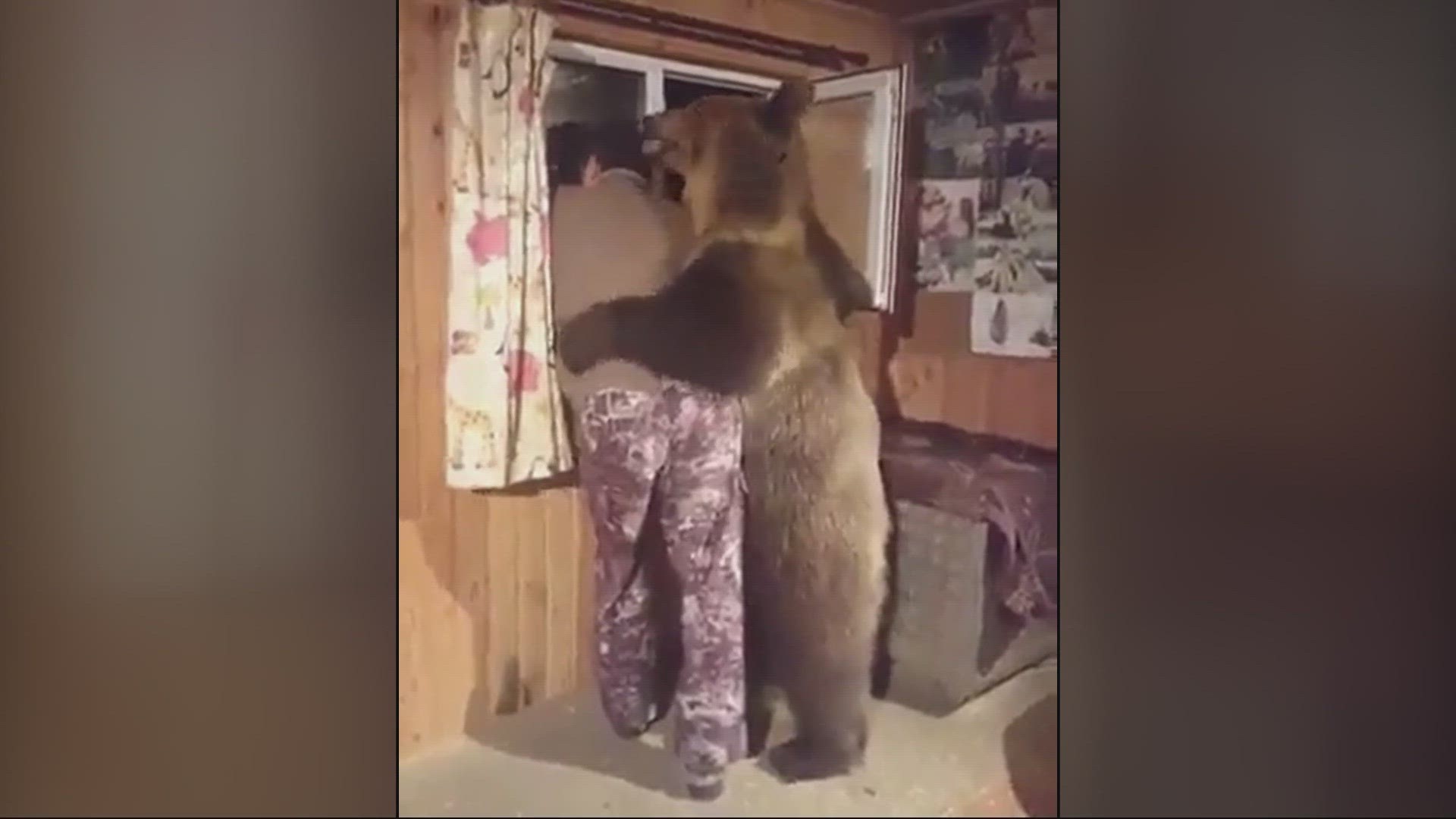 Video: Bear licks, hugs man after walking into bedroom | firstcoastnews.com