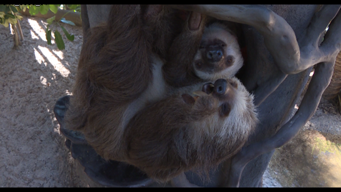 Sloth exhibit a big hit for St. Augustine holiday visitors ...