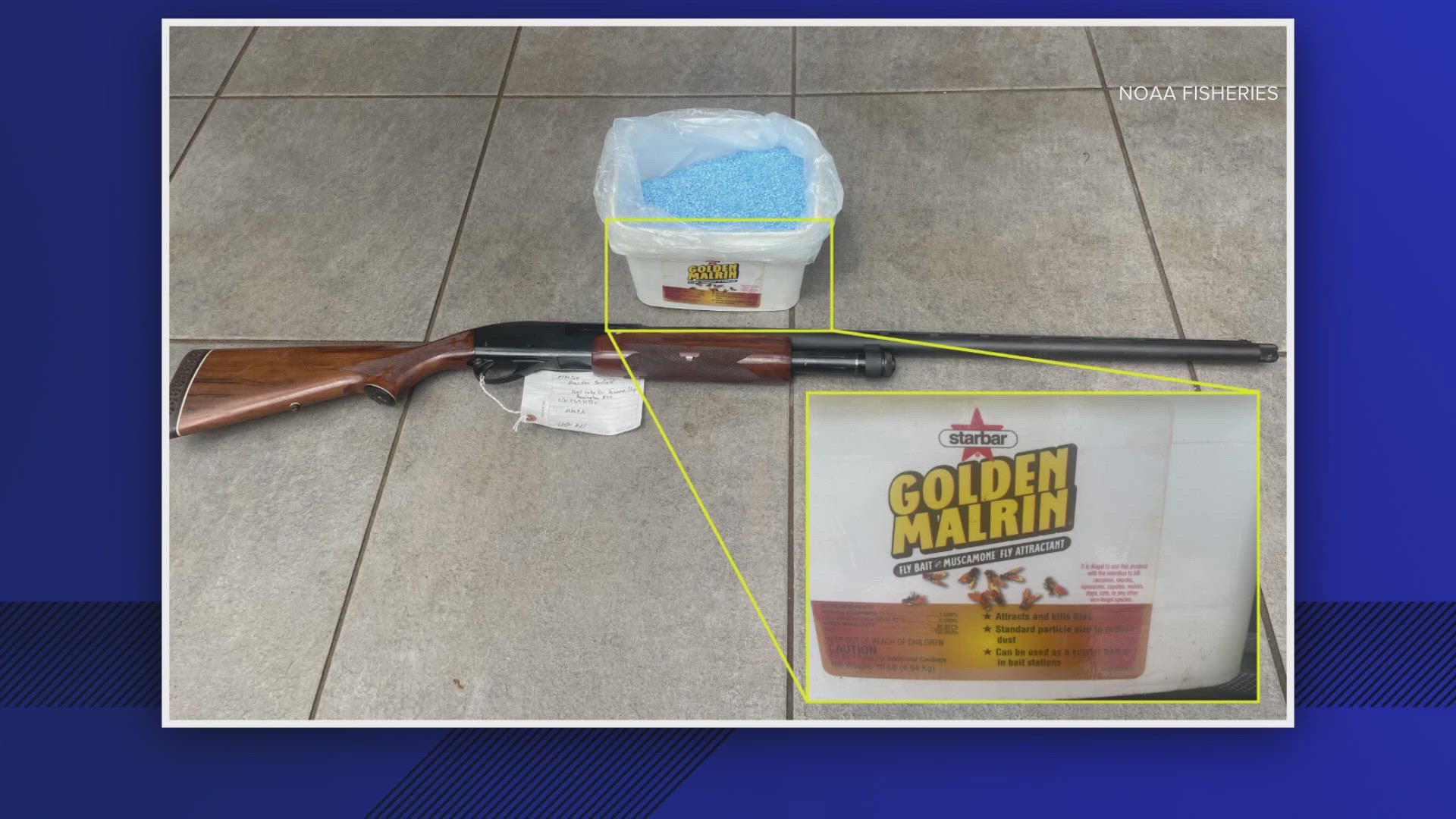 Florida fisherman convicted of shooting, poisoning dolphins sentenced ...