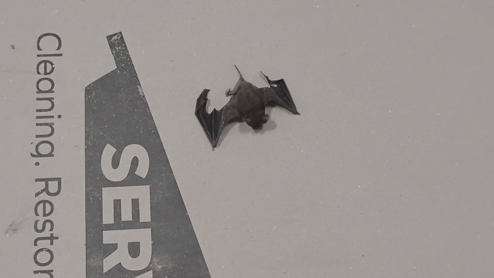 JSO investigating after woman found dead inside home near Ed Austin ...