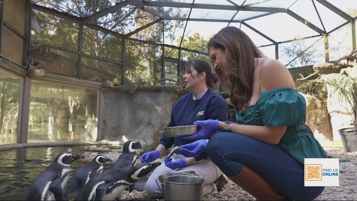 Penguin Exhibits at Jacksonville Zoo and Botanical Gardens ...