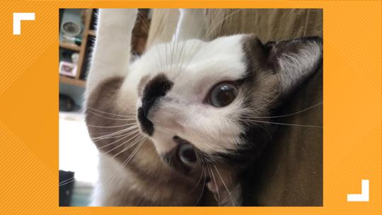 'Stache' the mustached cat joins in on Minshew Mania | firstcoastnews.com