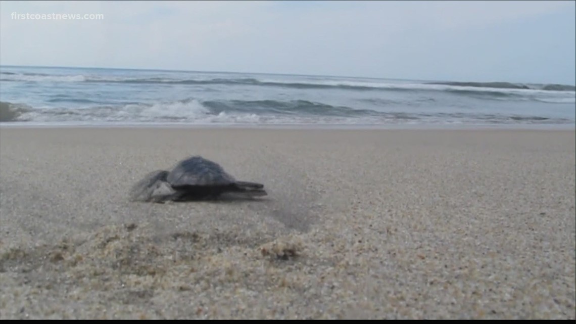 FWC planning to end permits for sea turtle rescue groups ...