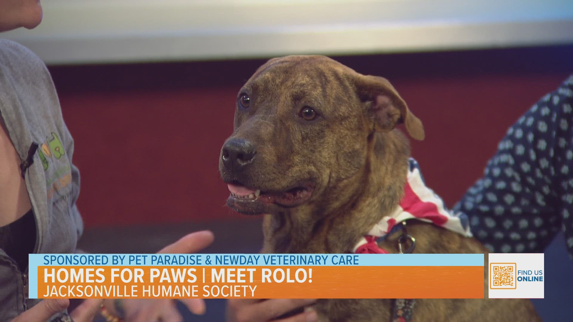 Homes for Paws: Meet Rolo! | firstcoastnews.com