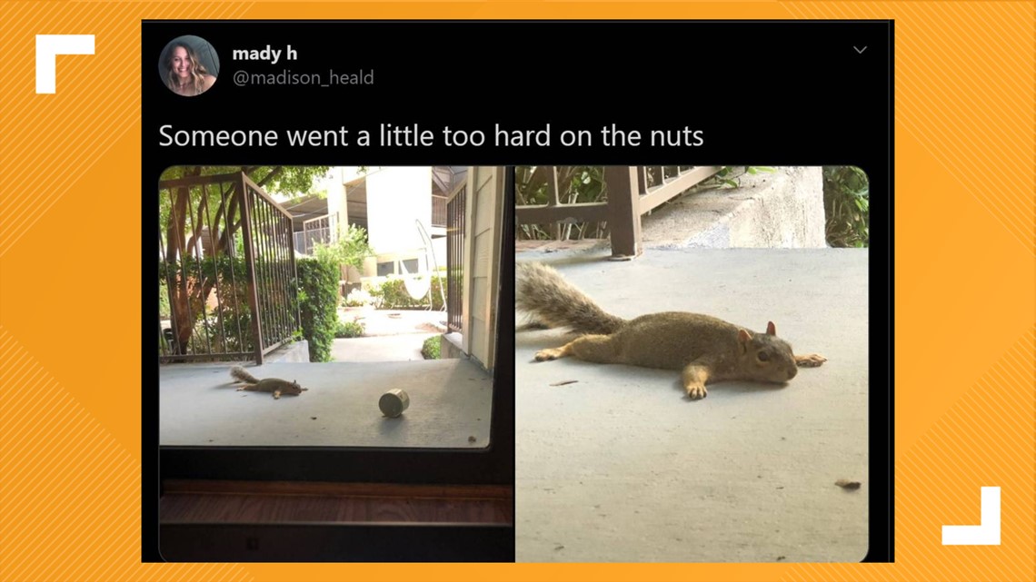 The Buzz: Yes, the squirrel is alive. It's just 'splooting ...