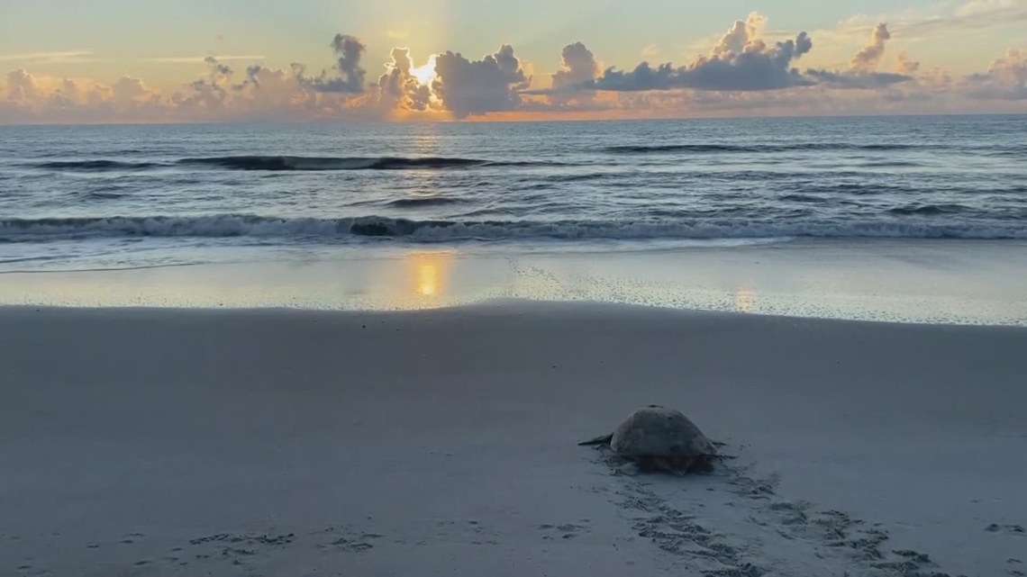 How to help nesting sea turtles during Memorial Day weekend ...