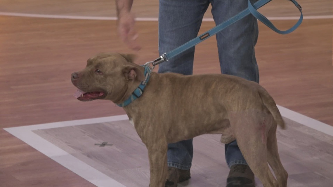 Pet Tails: G's roll in silence like dog 'Lasagna' | firstcoastnews.com