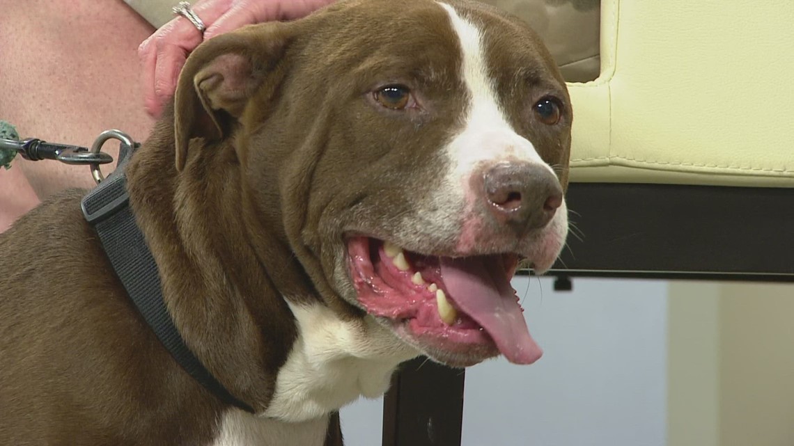 Pet Tails: Meet 'super adventurous' Yodel, 4-year-old male dog who is ...