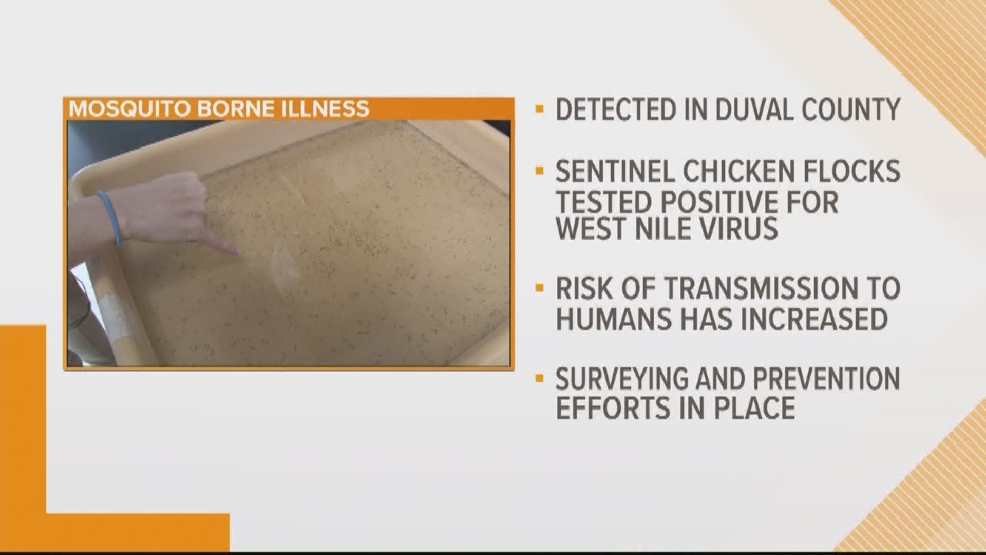 Duval County chickens test positive for West Nile, risk for humans has ...
