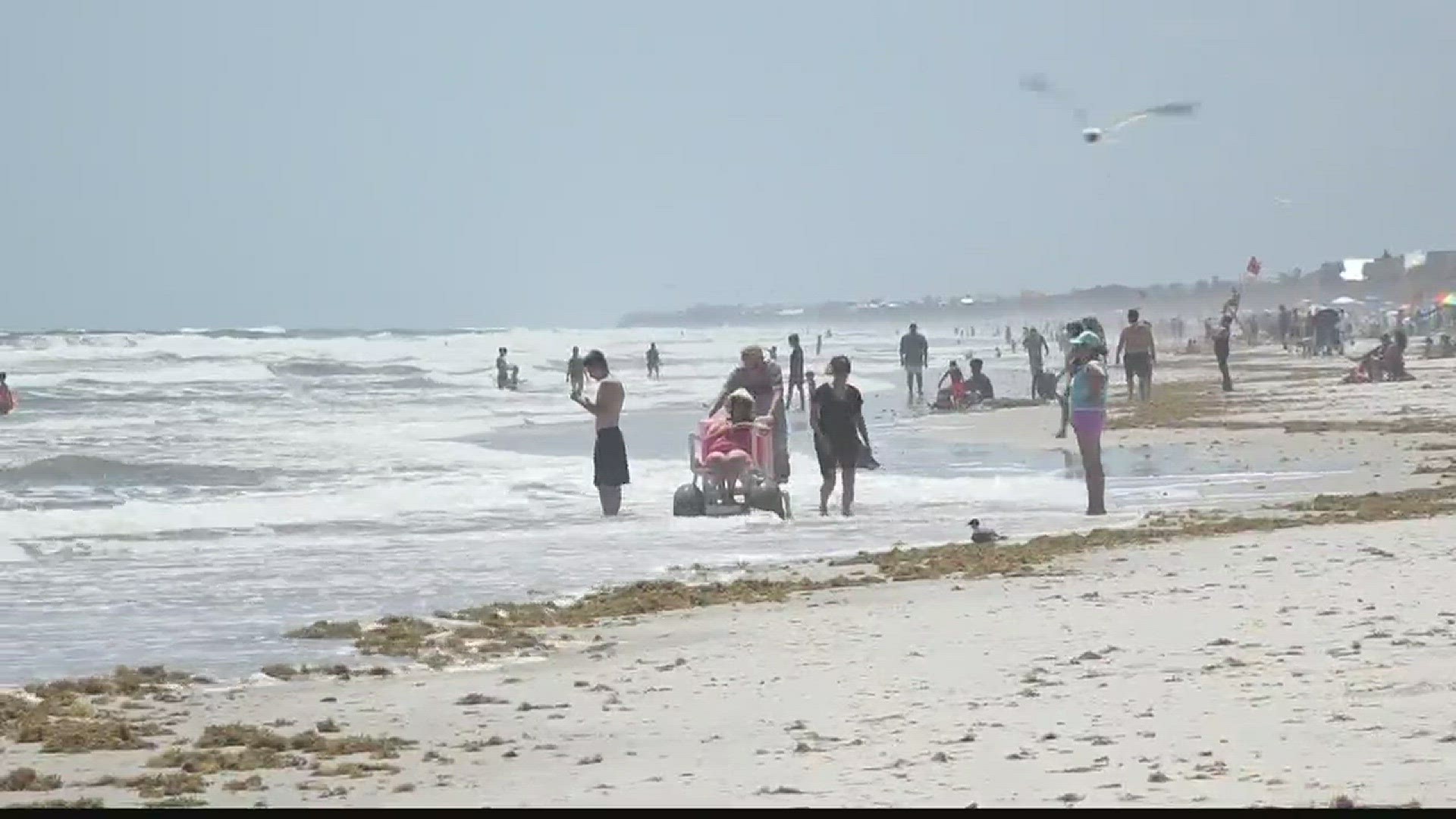 Man o' war on the beach, but did you know... | firstcoastnews.com