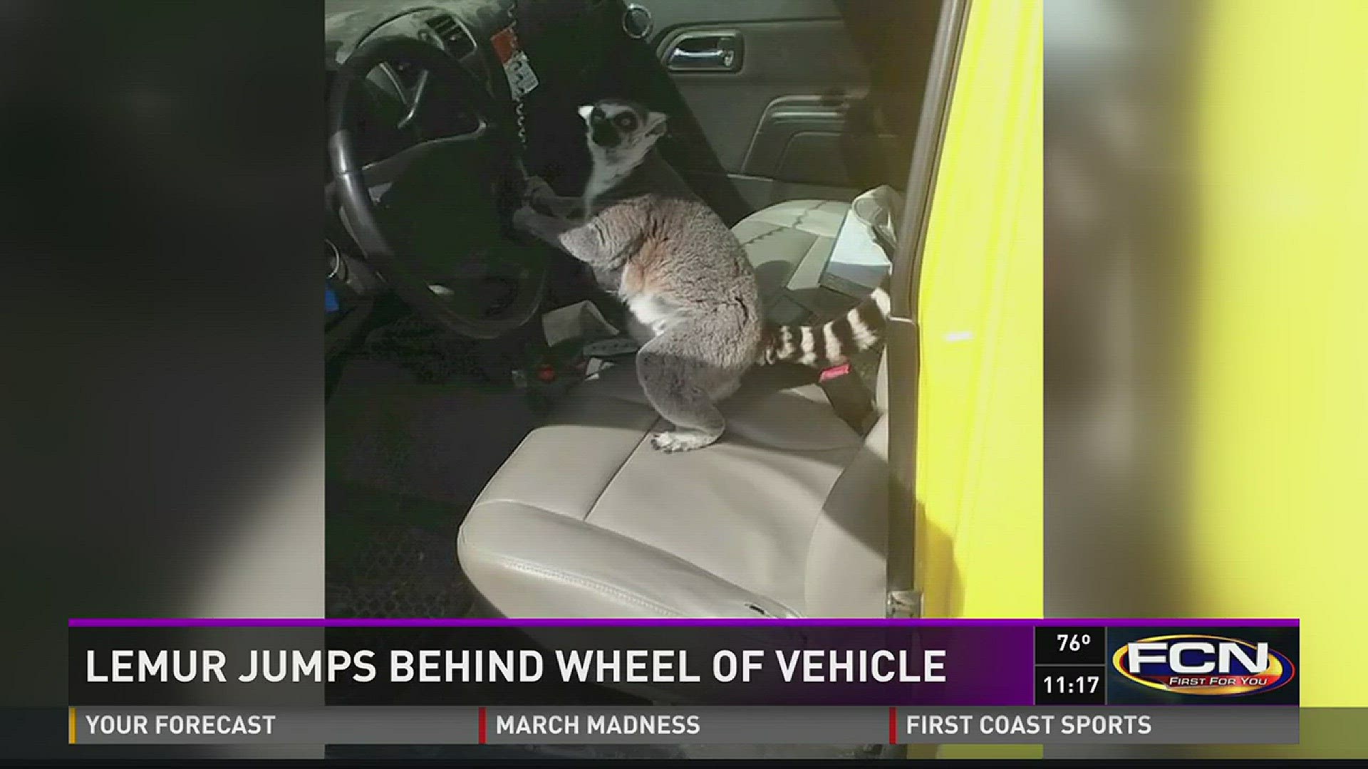 Photo shows lemur commandeering Clay Electric car | firstcoastnews.com