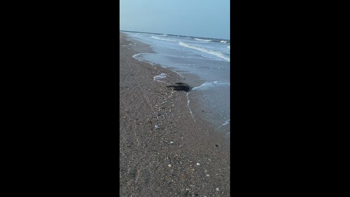 Gator spotted in the surf on Fernandina Beach | firstcoastnews.com