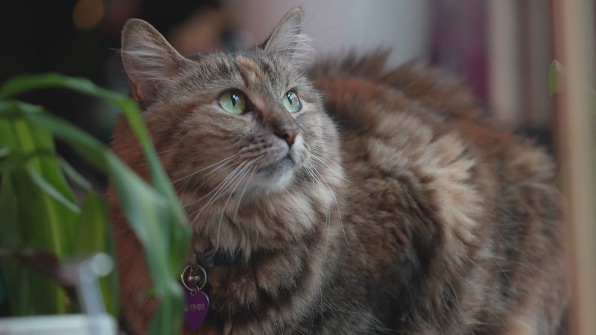 Jacksonville veterinarian implements safety protocols amid bird flu ...