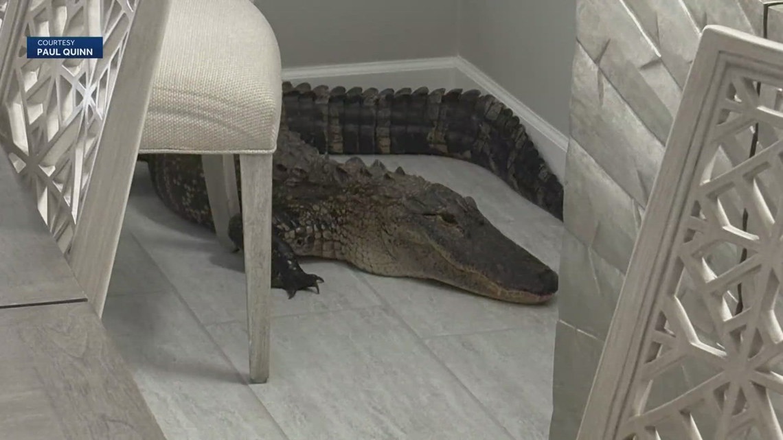 'I gotta deal with this today?' | Florida couple finds alligator in ...