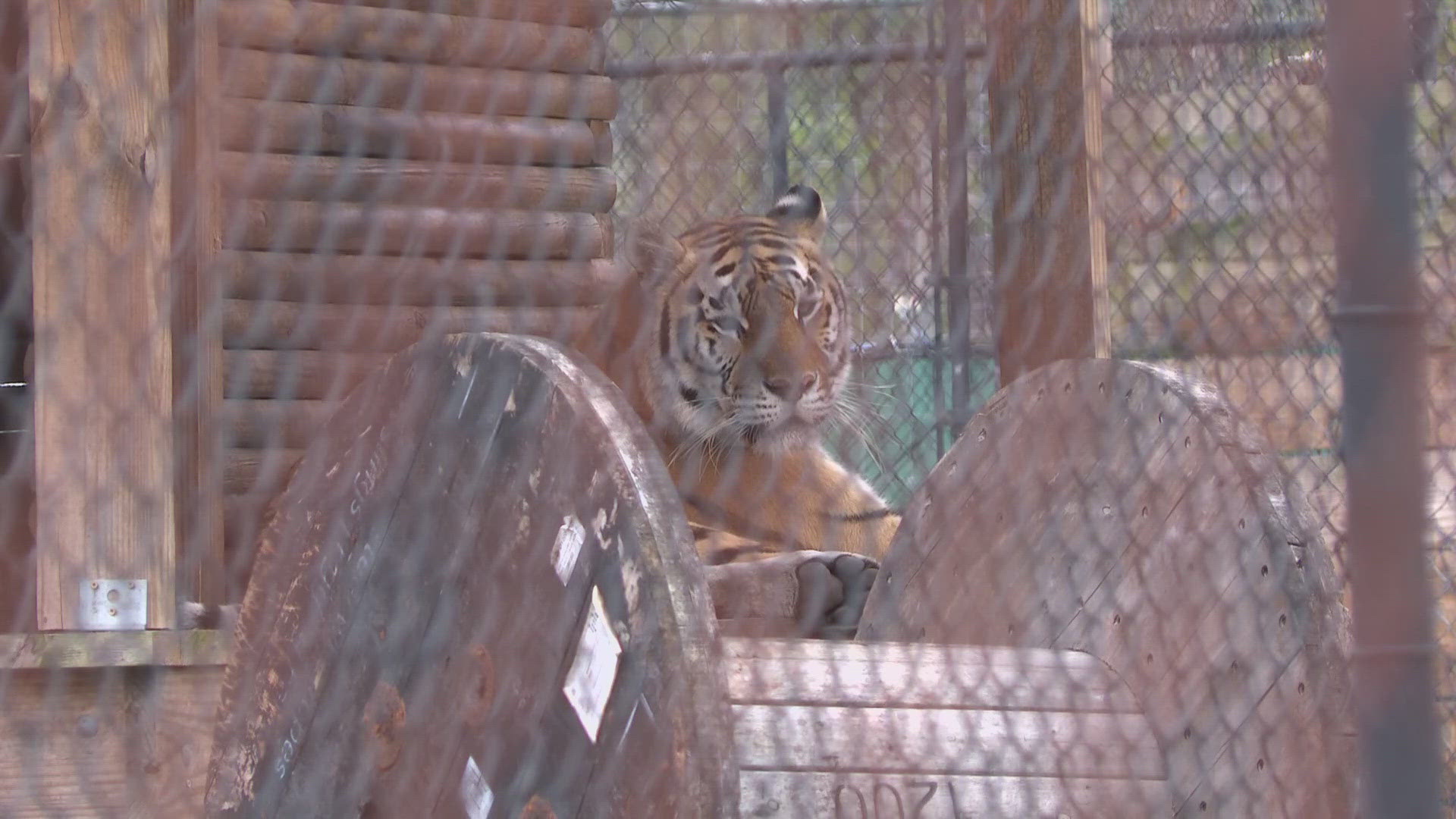 Big cats love Christmas trees! Catty Shack Ranch is taking donations ...