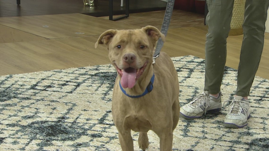 Pet Tails: Meet Simba, a 9-year-old 'inquisitive and curious' male dog ...