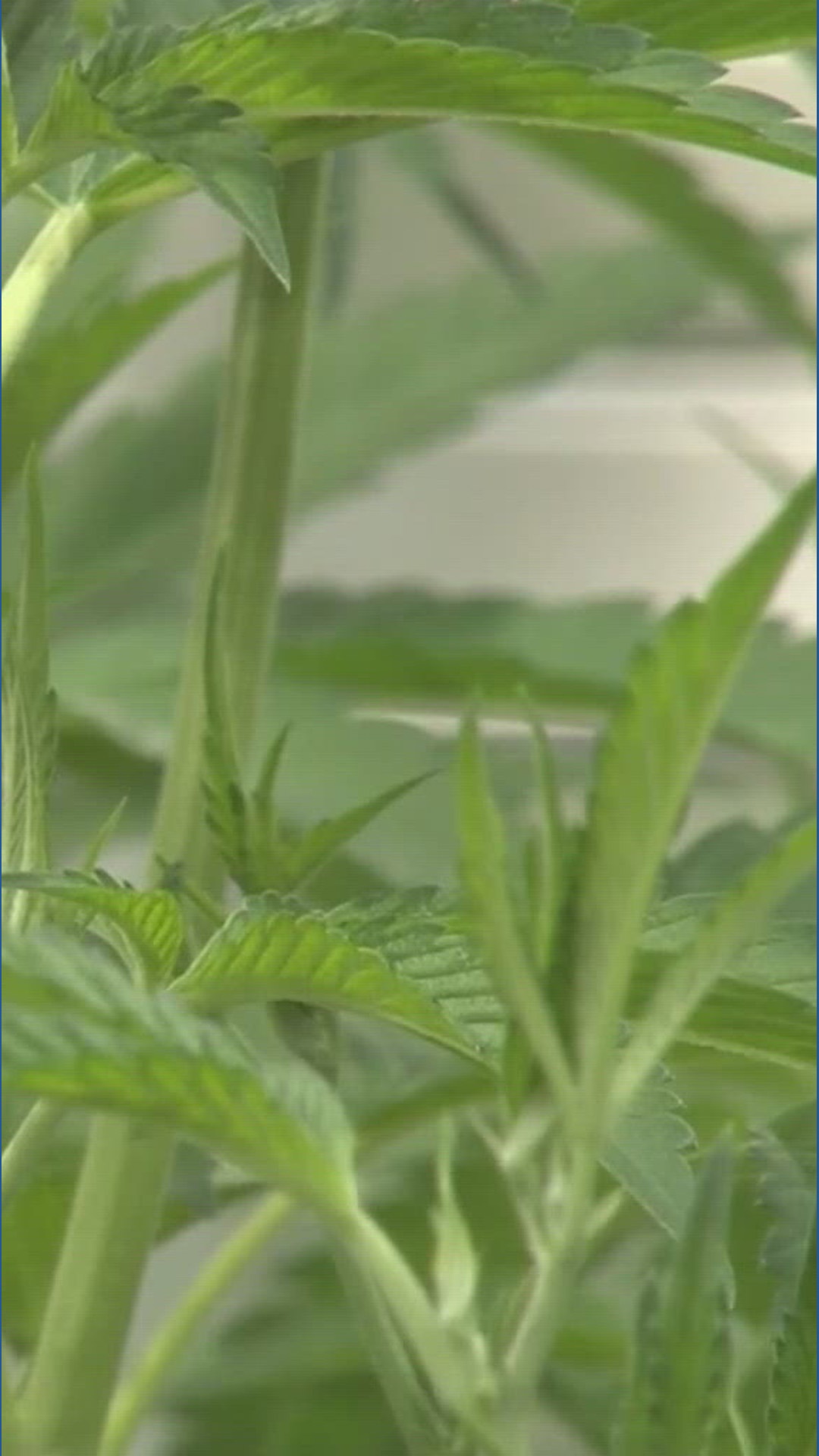 'Long time coming': Legal experts, industry insiders weigh on impacts ...