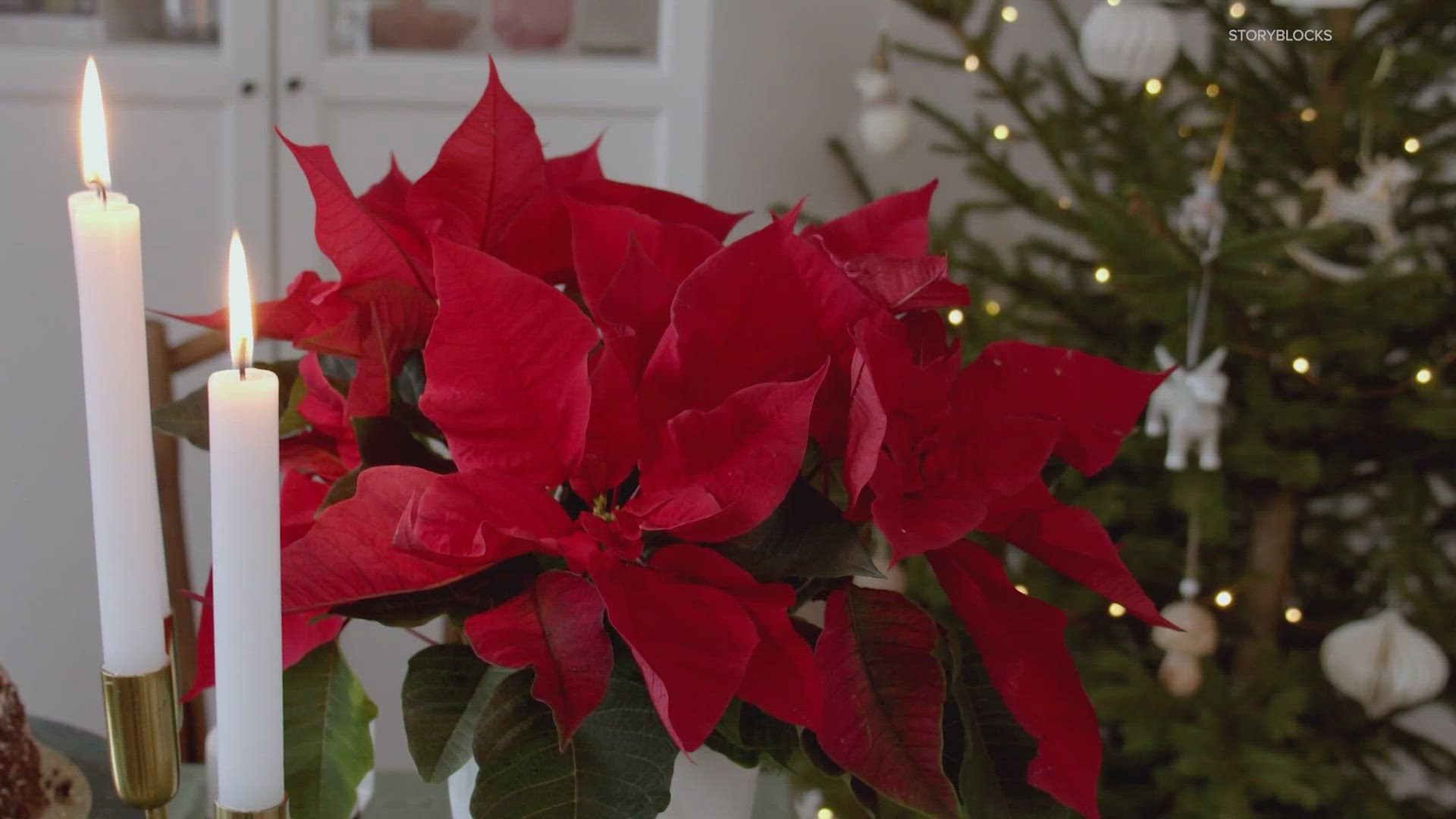 Powerball jackpot reaches $1.60 billion. When is the next drawing ...