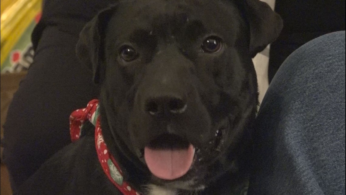 Dog seen being beaten in video getting better after non-profit rescues ...