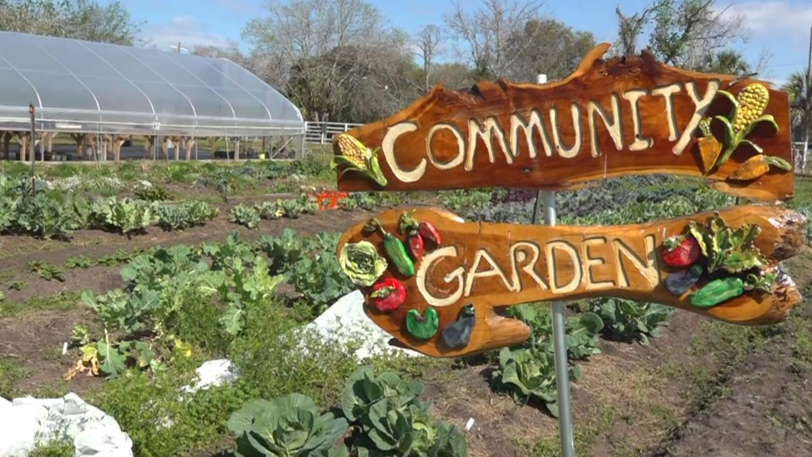 Hundreds of fruit trees planted in 'food deserts' in Florida ...