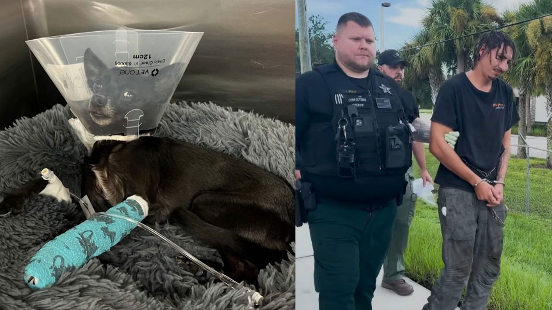 Florida man arrested for throwing chihuahua off balcony 'like a ...