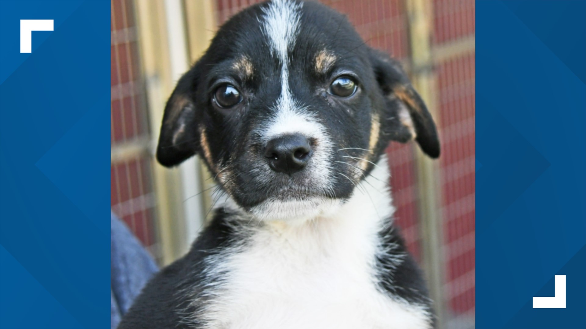 Hip-hop puppies ready for pre-adoption at Nassau Humane Society ...