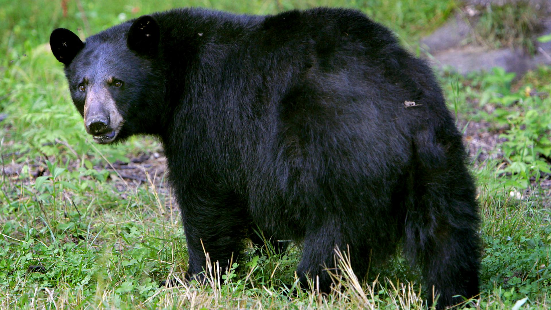 FWC reports 52 bears killed in state's first black bear hunt in 10 ...