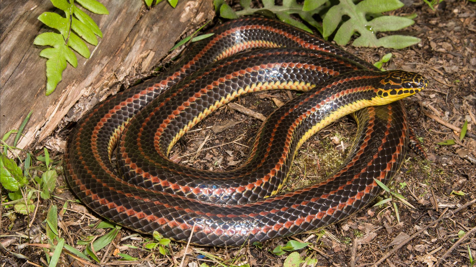 FWC asks support in rare rainbow snake sightings | firstcoastnews.com